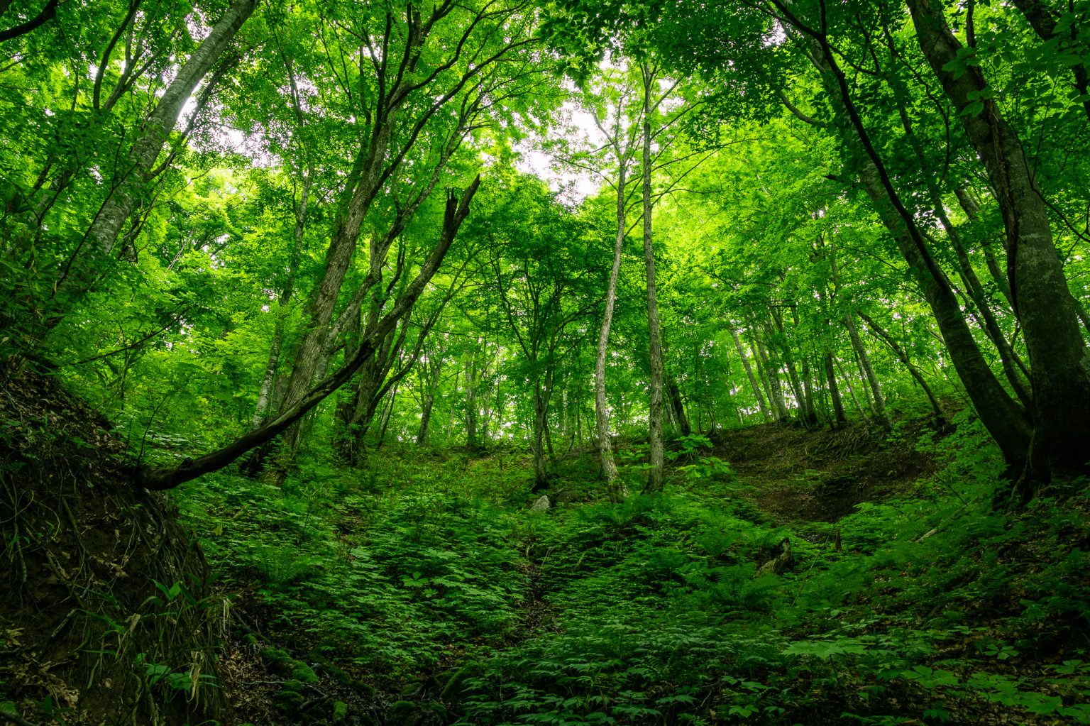 カメラに収めたくなる「世界遺産白神山地&奥入瀬渓流2泊3日」モデルコース